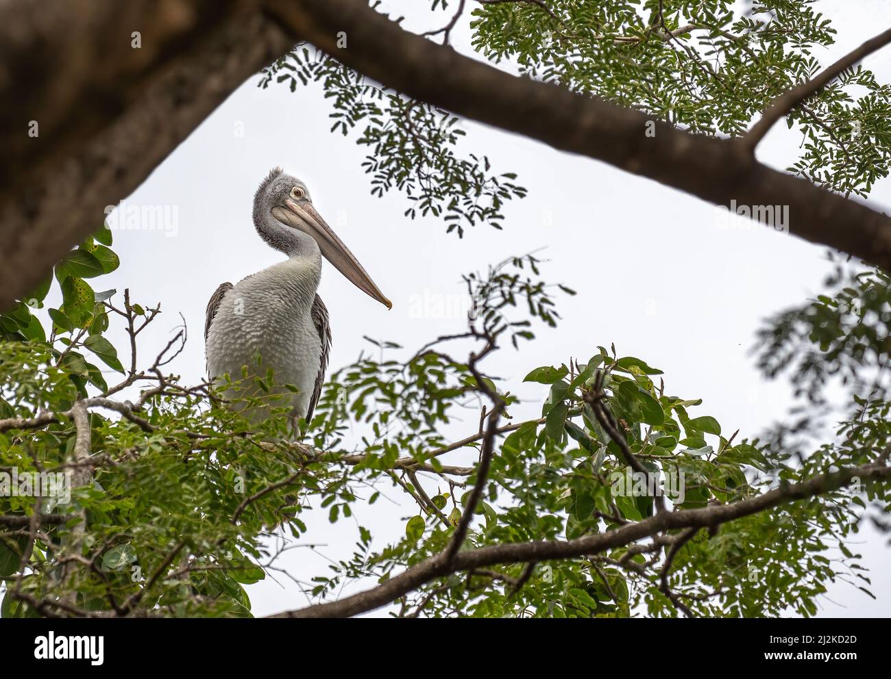 A Greater Pelican sitting on a tree and resting Stock Photo - Alamy