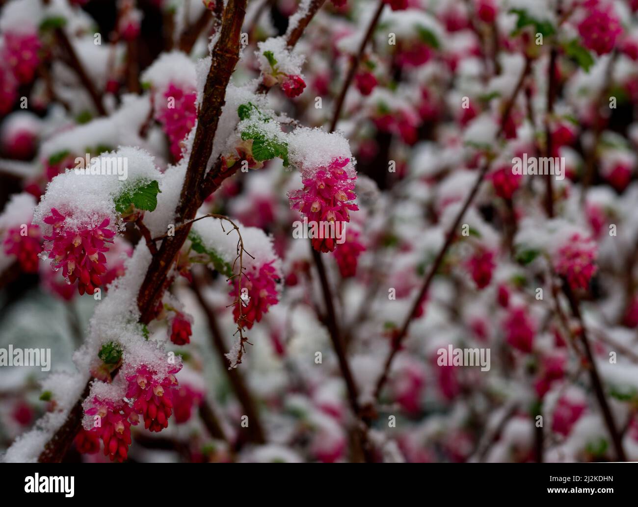 snow-covered flower trusses of the early spring flowering ornamental ...