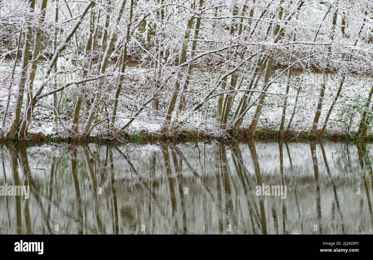 Symmetrical trees hi-res stock photography and images - Alamy