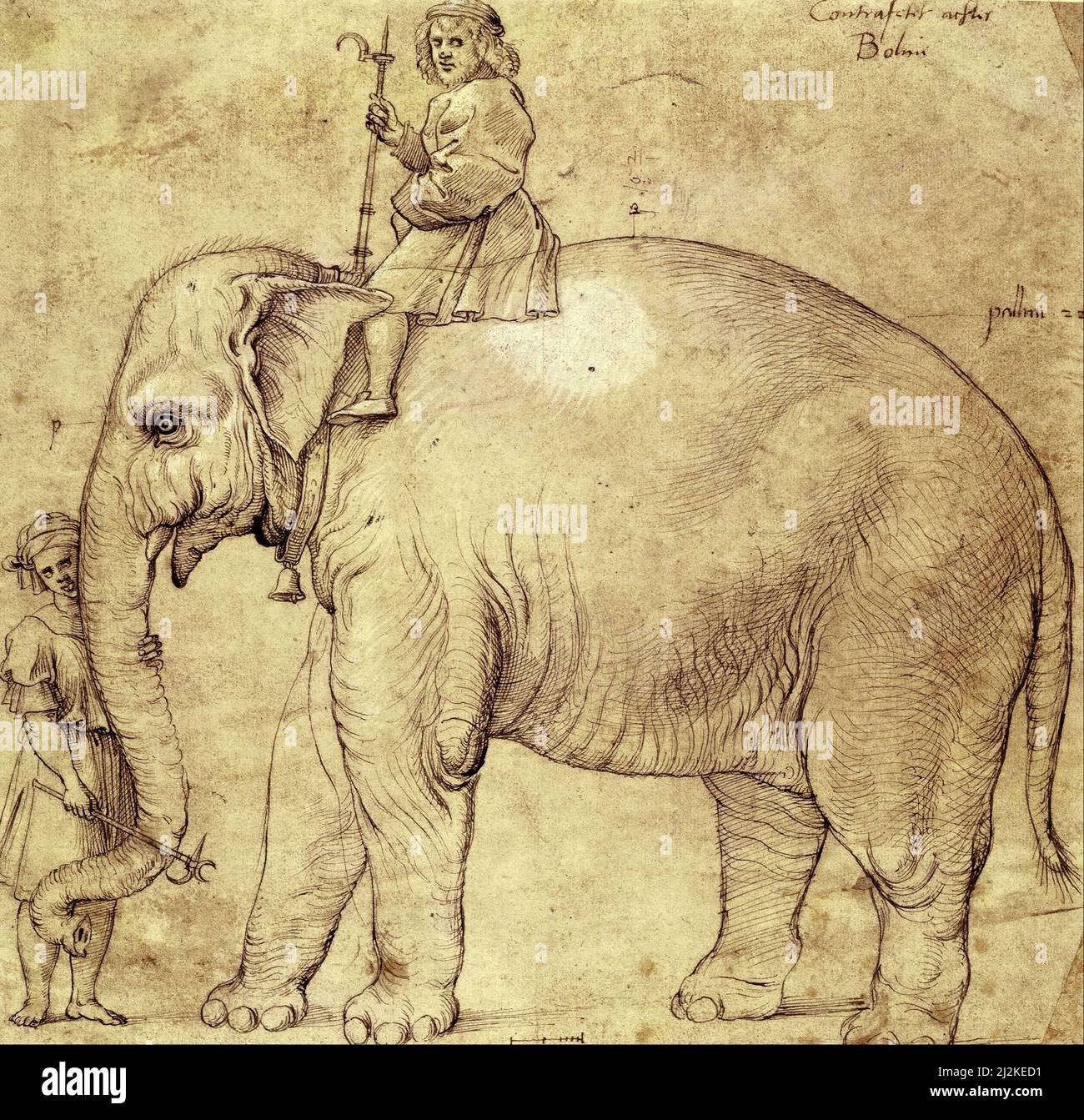 Antique art by the Italian artist Raphael - The Elephant Hanno (1516 ...