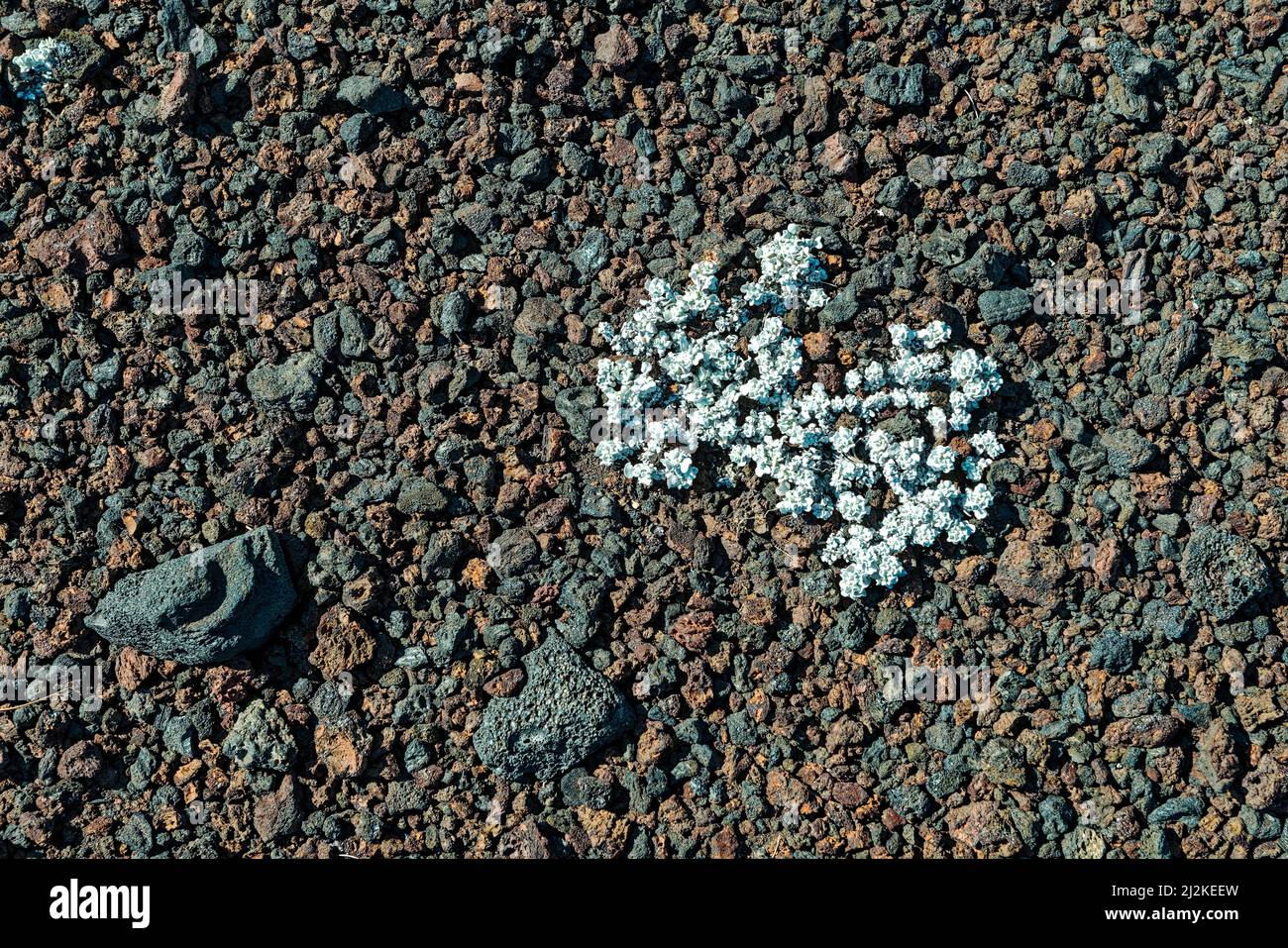 Buckwheat grows on the volcanic surface of the Inferno Cone at Craters ...