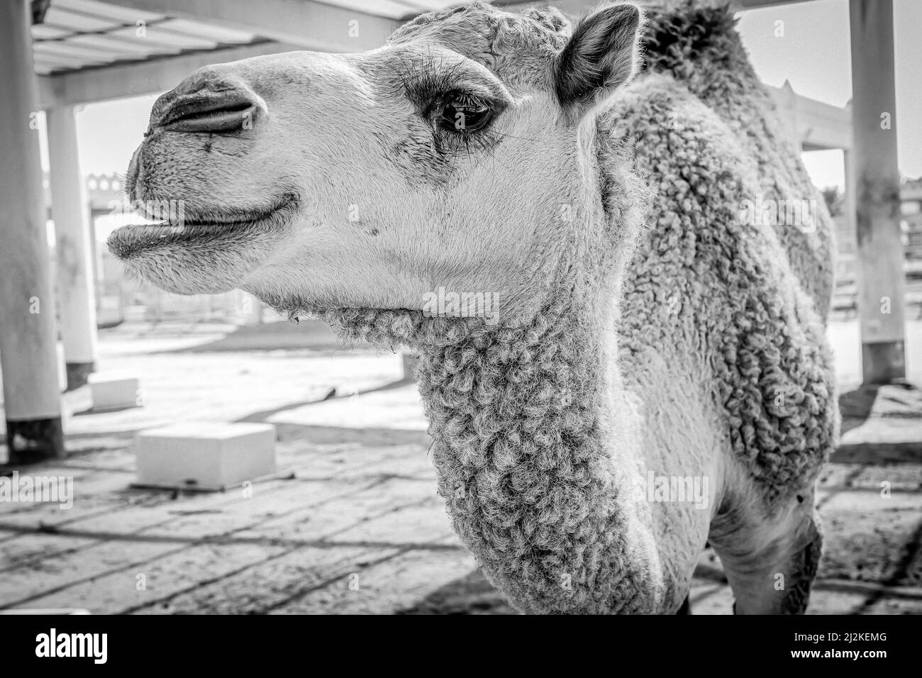 A closeup of a camel's profile in a zoo in grayscale Stock Photo - Alamy