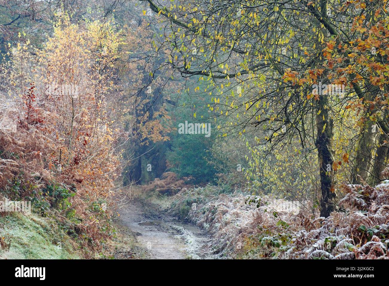 Autumn in Fair Oak valley containing a wide variety of trees in the ...