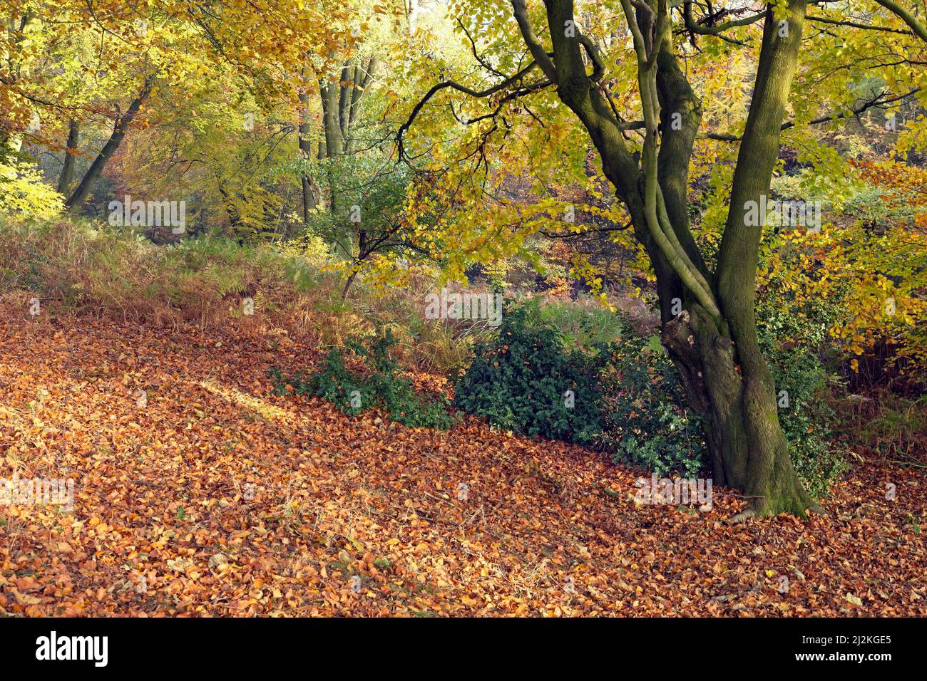 Autumn deciduous woodland containing many Beech trees in the beautiful ...