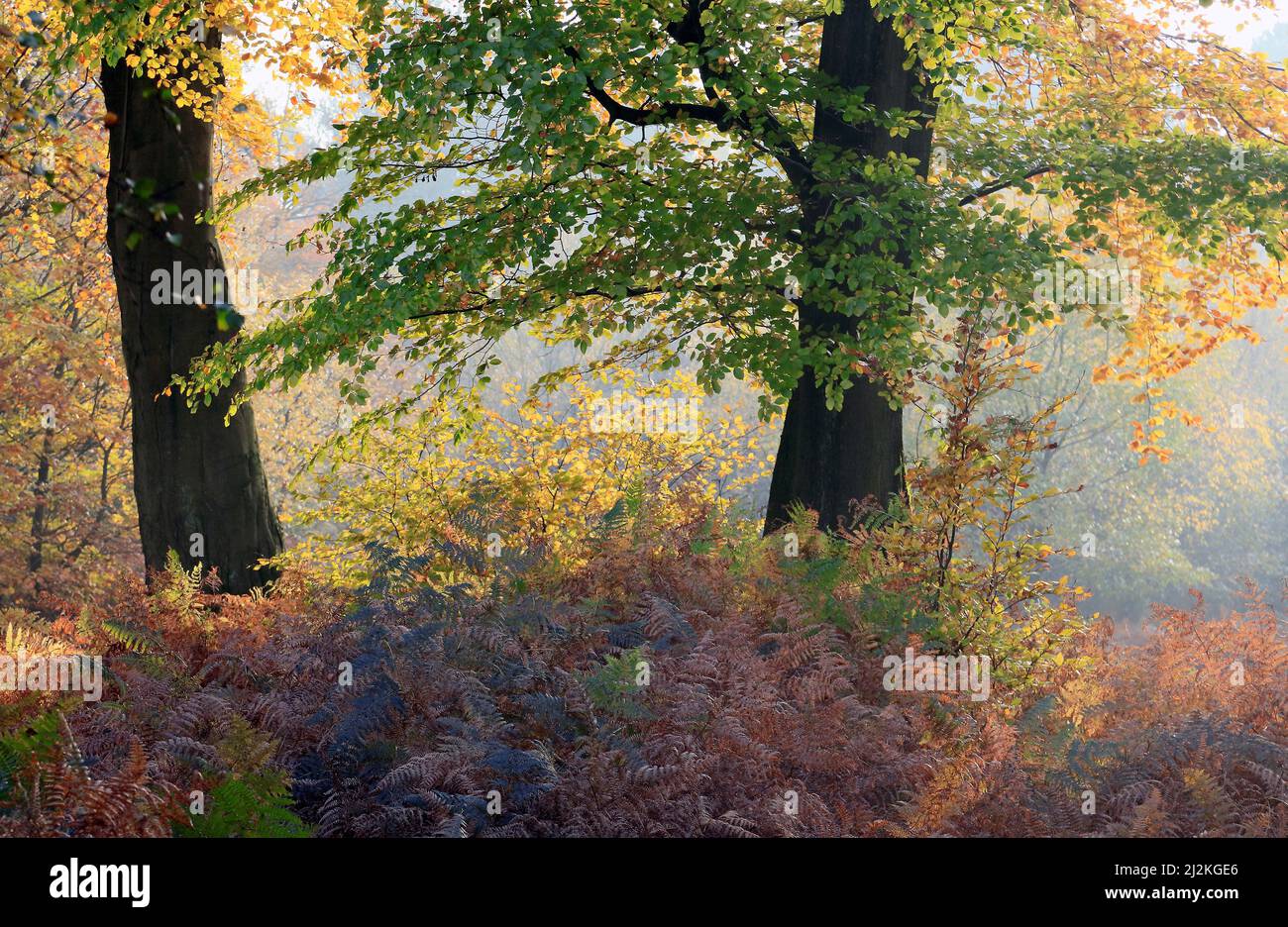 Autumn deciduous woodland containing many Beech trees in the beautiful ...