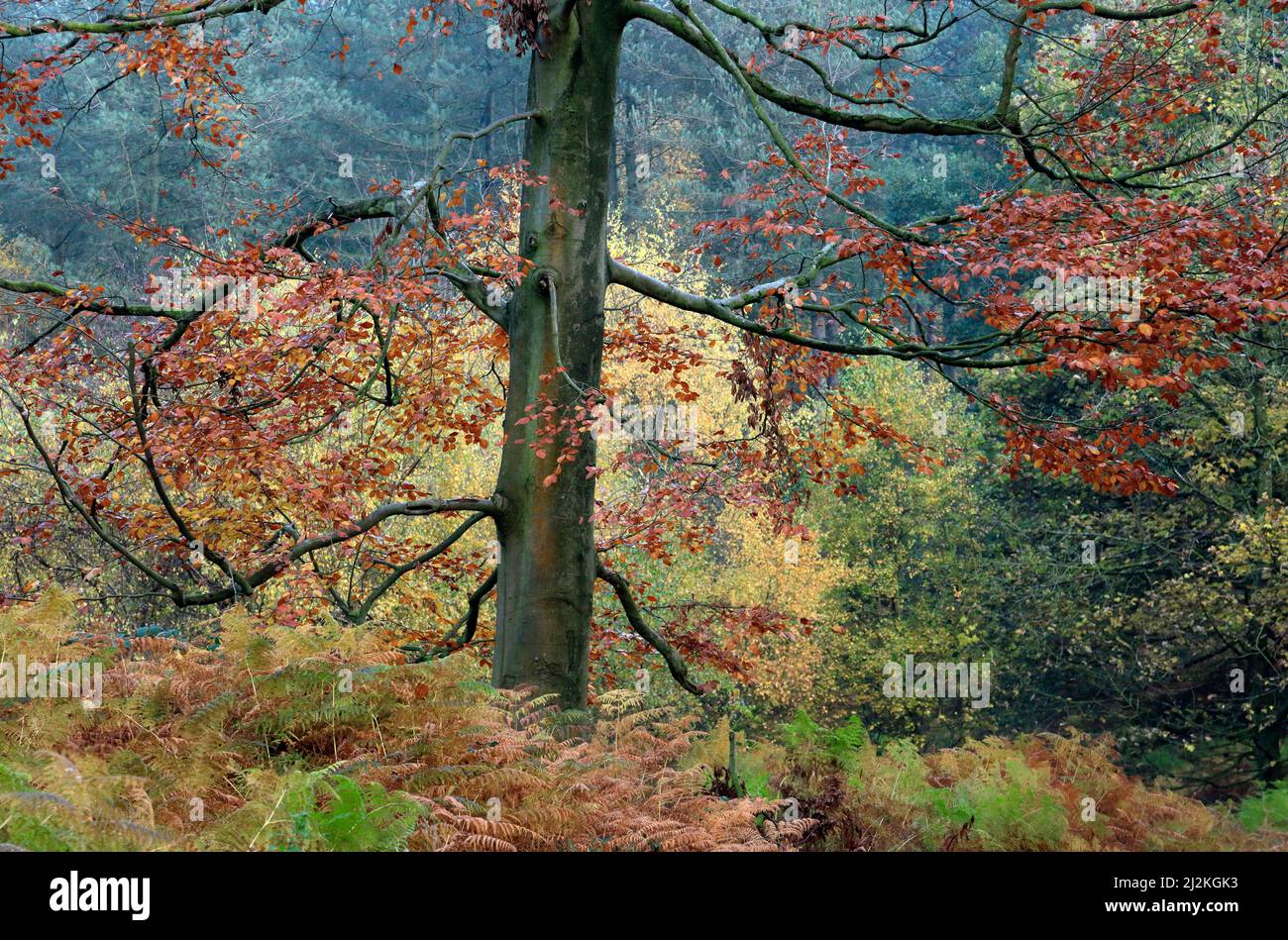Autumn deciduous woodland containing many Beech trees in the beautiful ...