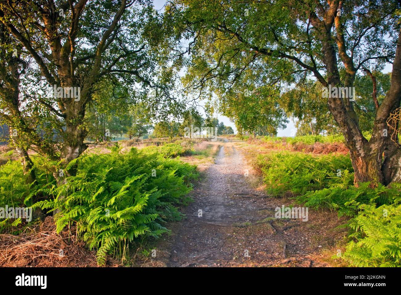 Autumnal scene with colourful leaves on Birch trees flanking a country ...