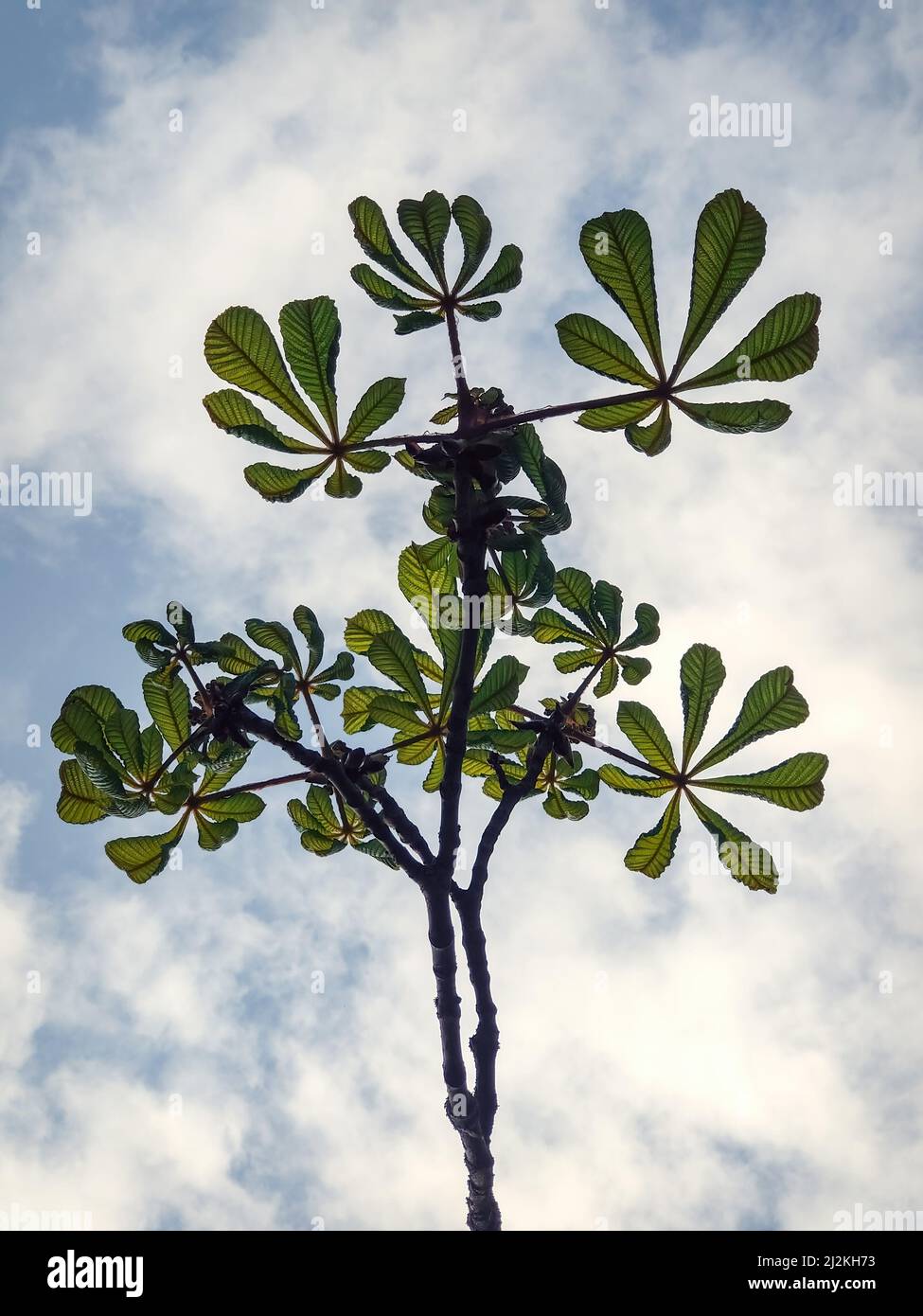 Chestnut twig fresh horse hi-res stock photography and images - Alamy