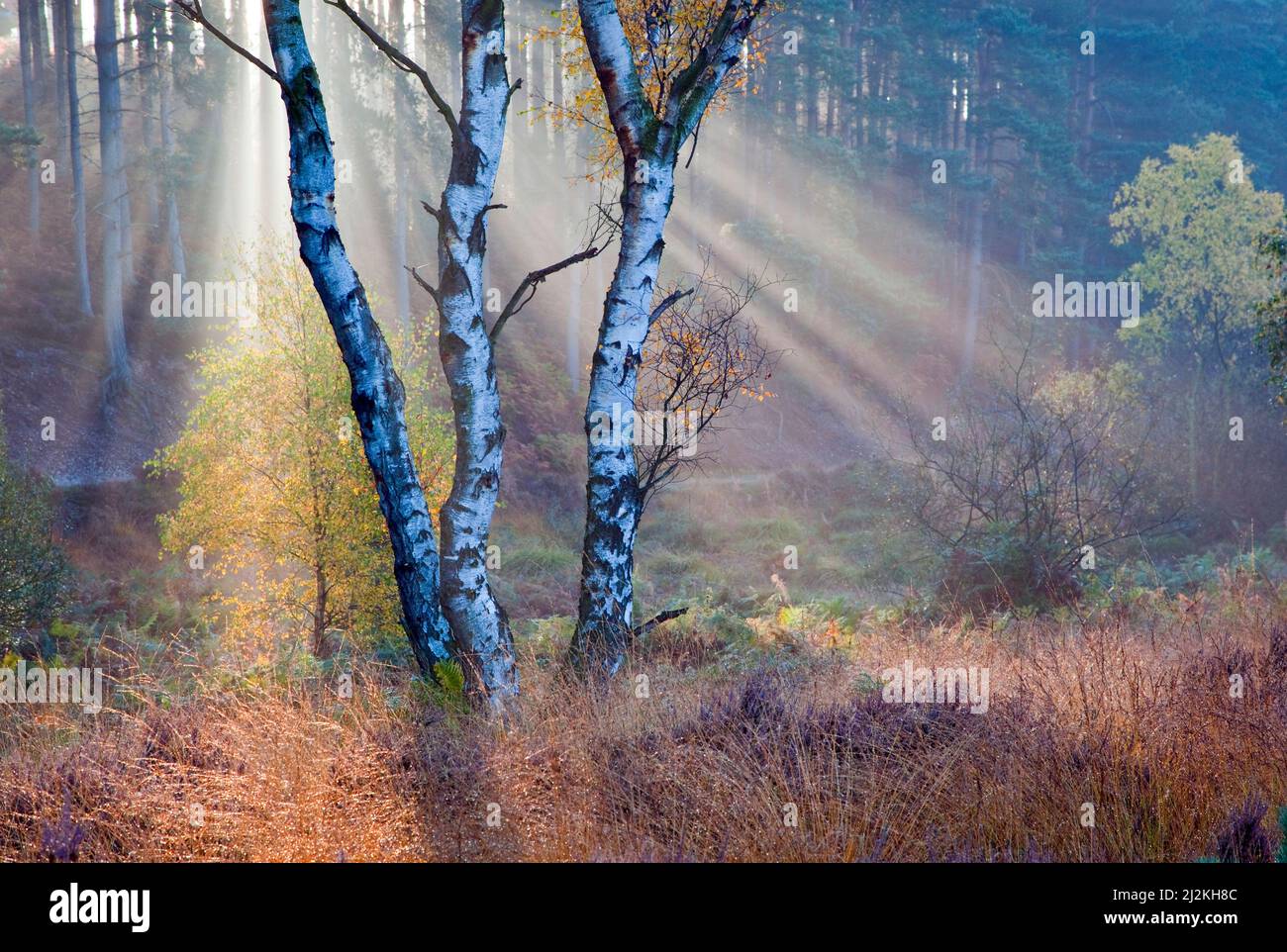 Sun rays penetrate mist Sherbrook Valley in autumn Cannock Chase ...