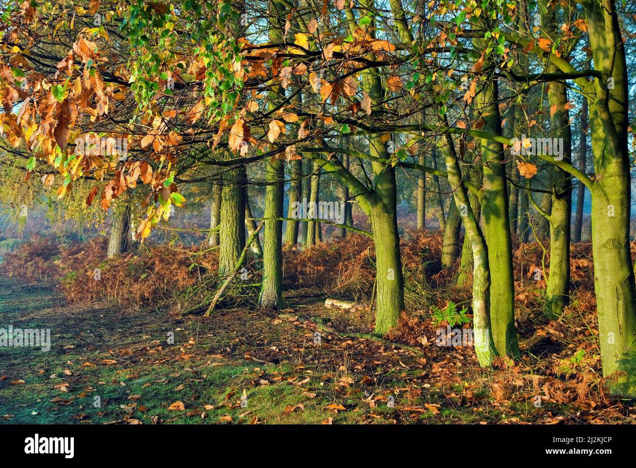 Deciduous Woodland in autumn Cannock Chase Country Park AONB (area of ...
