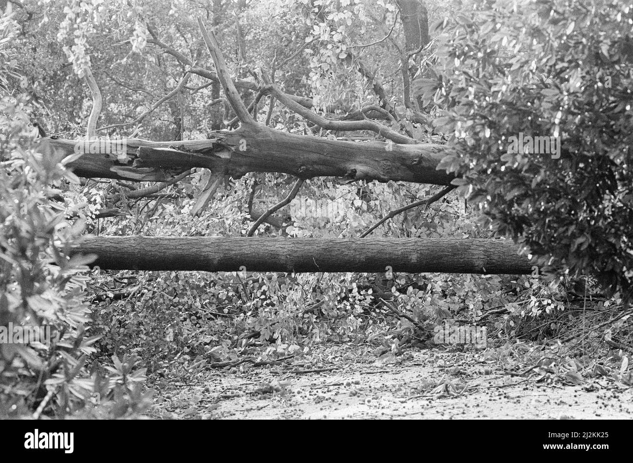 Fallen tree england damage Black and White Stock Photos & Images - Alamy