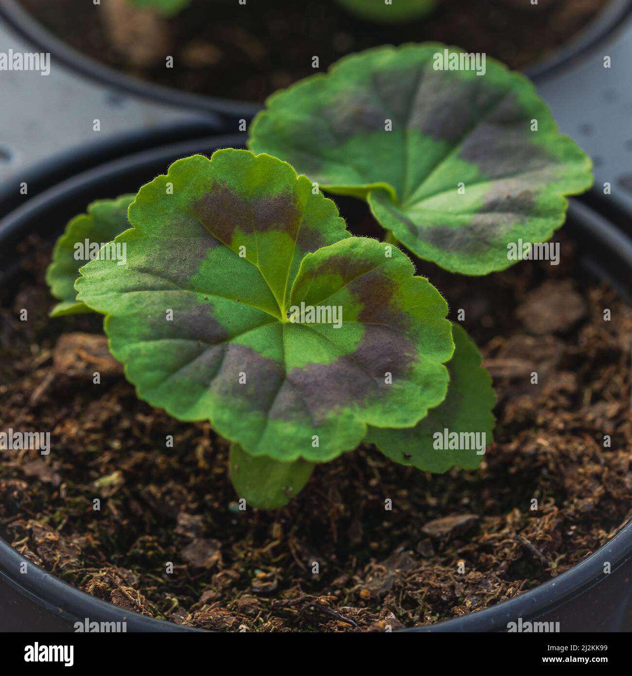 Variegated leaf geranium hi-res stock photography and images - Alamy