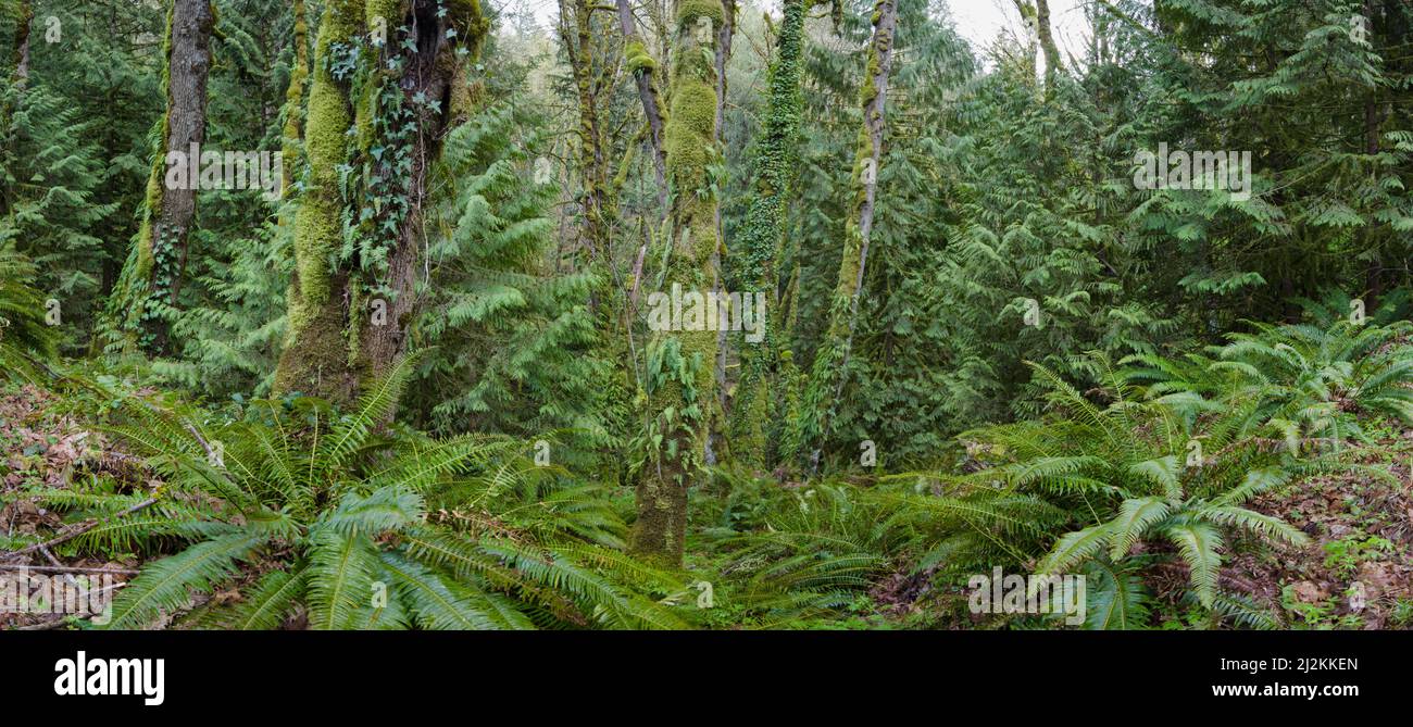 Temperate rainforest pacific northwest hi-res stock photography and ...