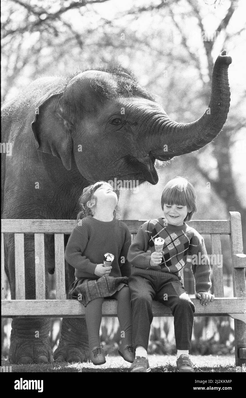 Layang Layang London Zoo's Asian Elephant tries to muscle in on ...
