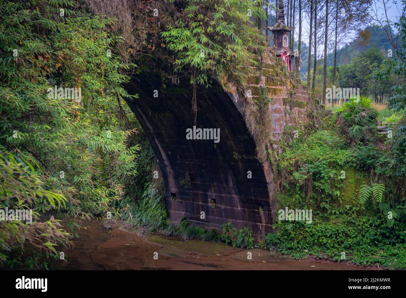 A beautiful shot of mossy bridge covered by green grass and plants ...