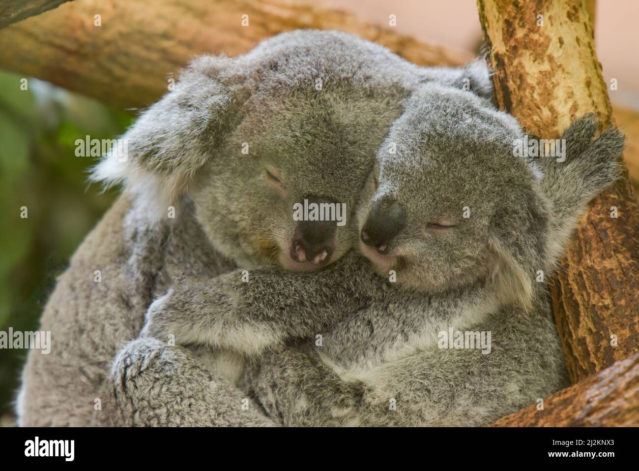 Family koala sleeping on tree hi-res stock photography and images - Alamy