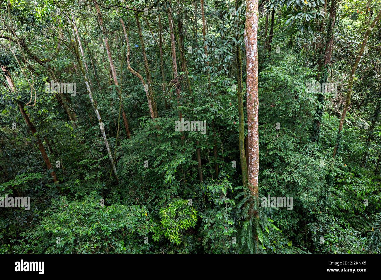 Rainforest trees with epiphytes, Gunung Mulu National Park, Sarawak ...