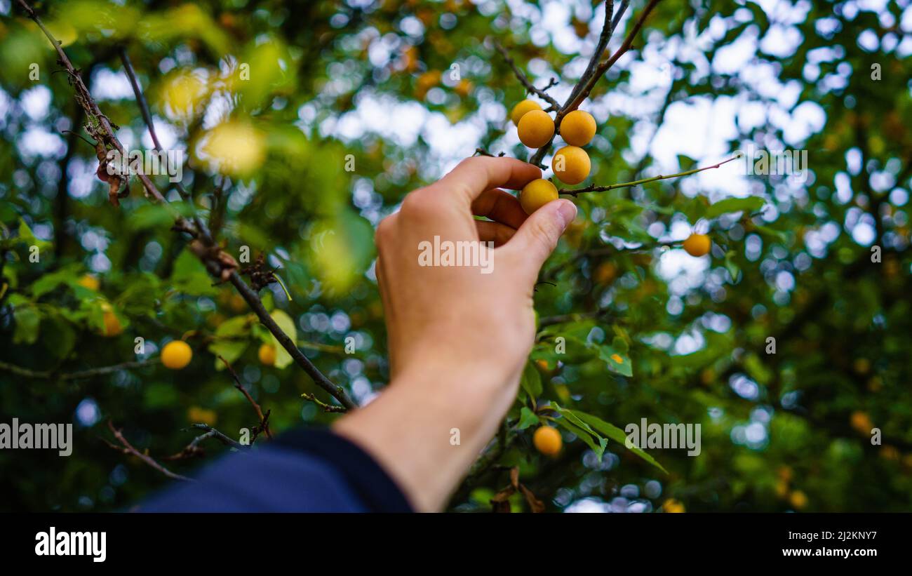 Hand tree branch hi-res stock photography and images - Alamy