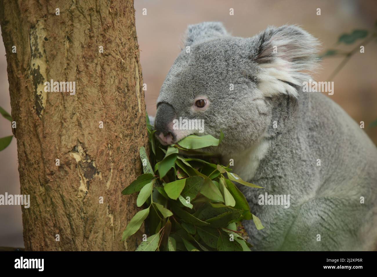 Koala eating leaves in wild hi-res stock photography and images - Alamy