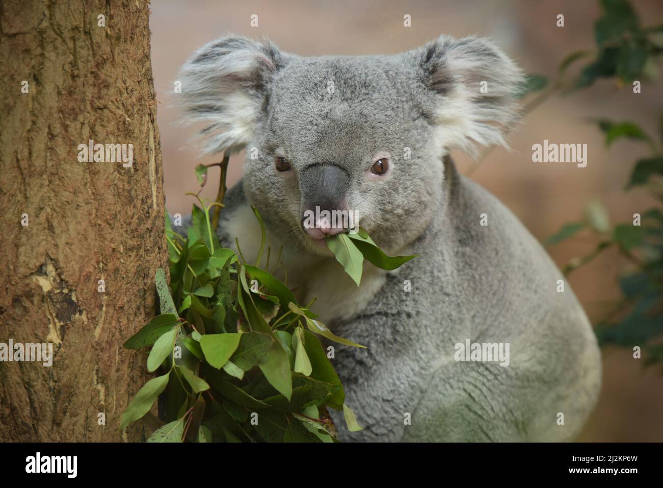 Koala eating eucalyptus leaves hi-res stock photography and images - Alamy