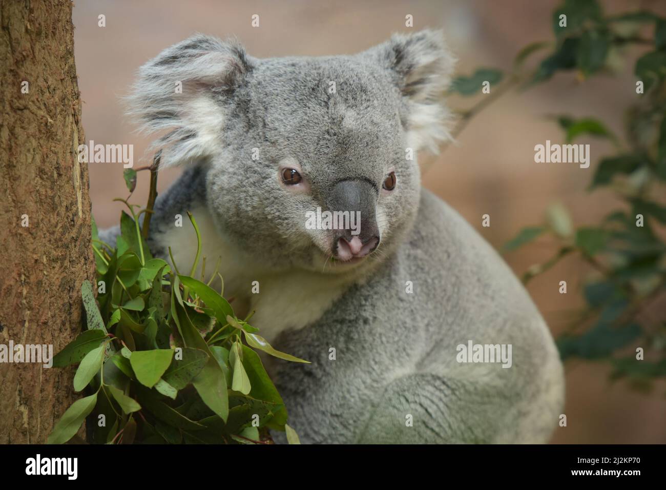 koala eating eucalyptus leaves in a park Stock Photo - Alamy
