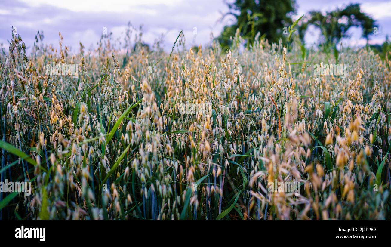 A wallpaper of oats fields Stock Photo - Alamy