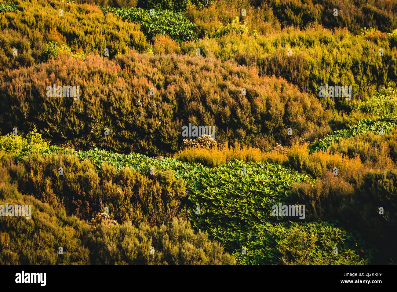 A landscape of a forest in fall with densely covered plants and ...