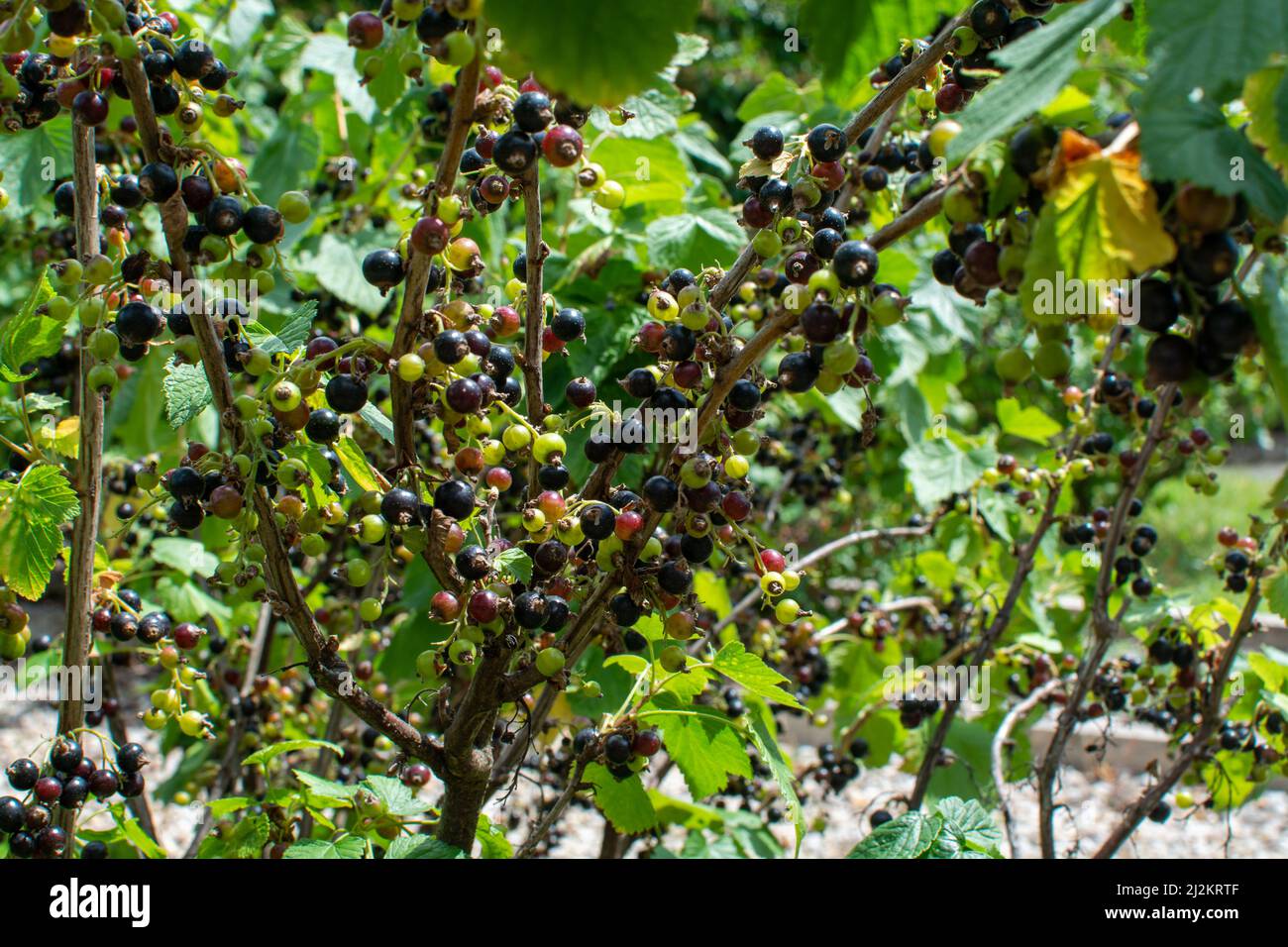 Royal de Naples old variety of black currant berries using for making ...