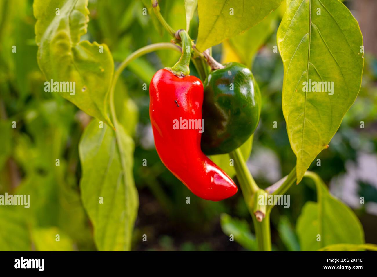 Vegetable eco garden, red bell peppers ripening on plant Stock Photo ...