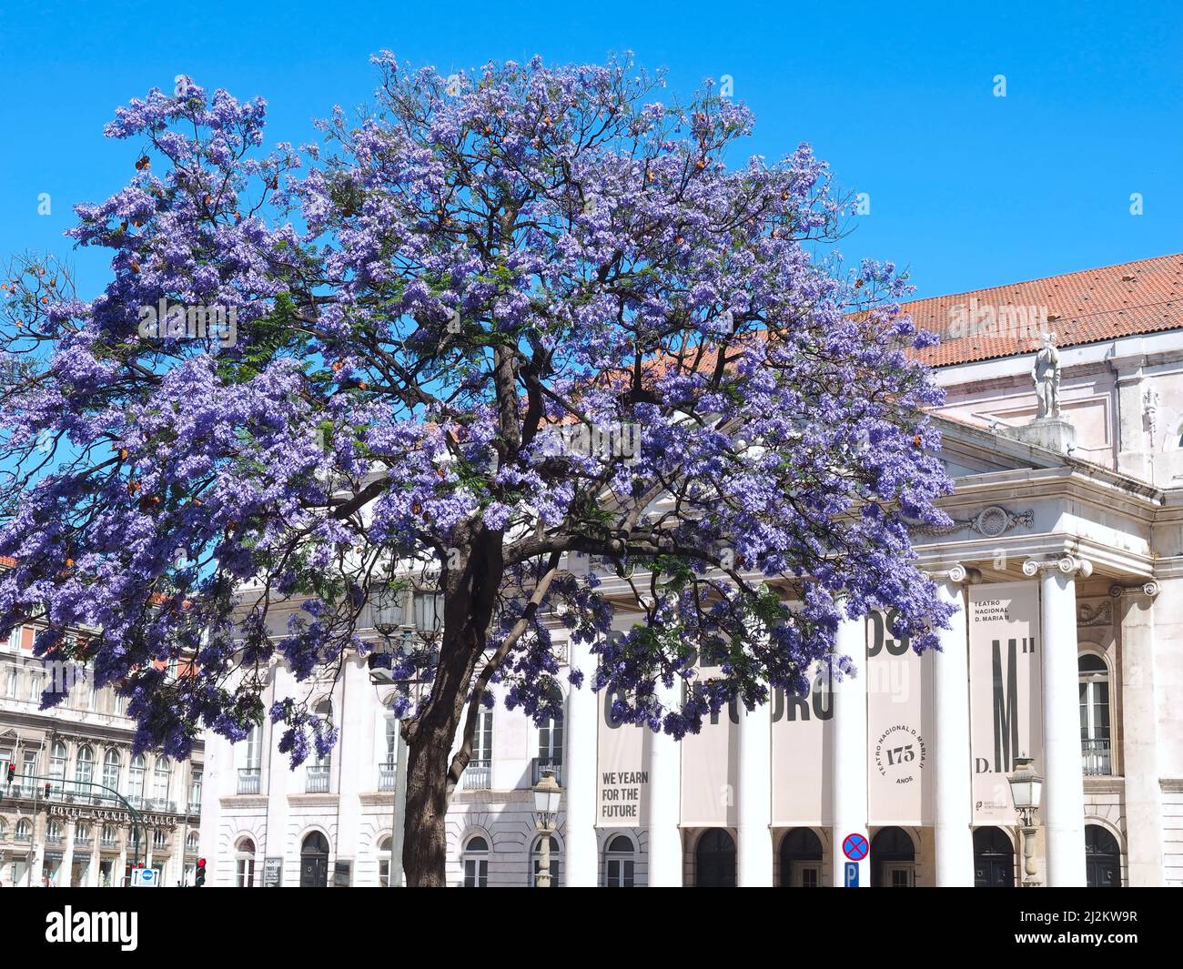 Jacaranda trees lisbon portugal hi-res stock photography and images - Alamy