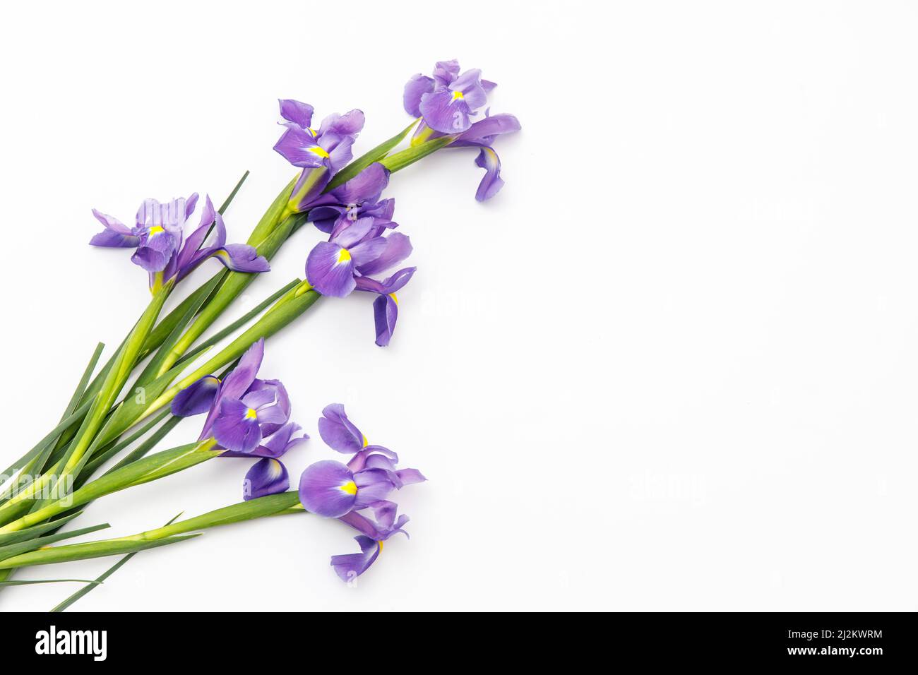Violet Irises xiphium (Bulbous iris, sibirica) on white background with ...