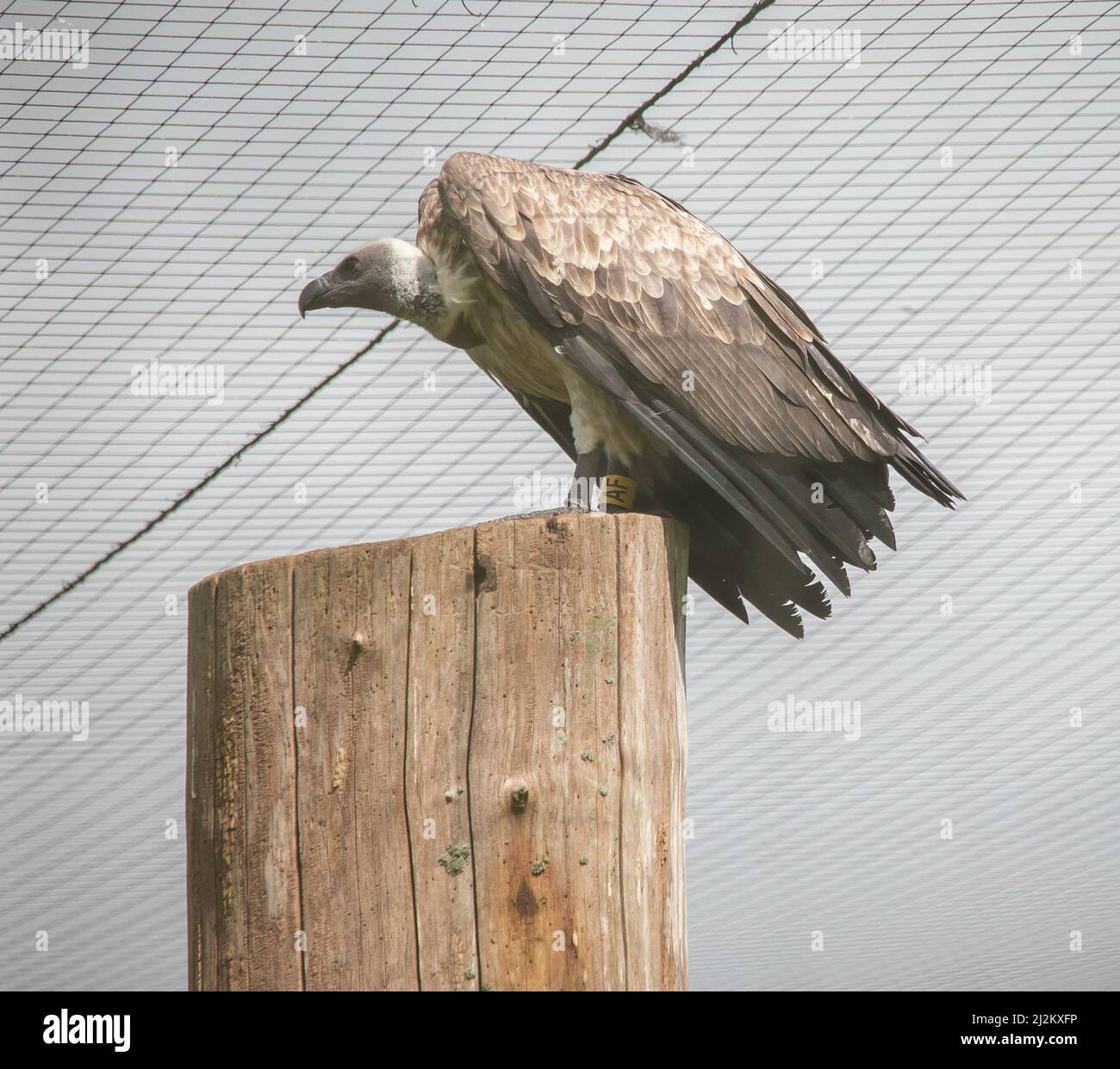 Various Wildlife animals at Longleat Safari Park Stock Photo - Alamy