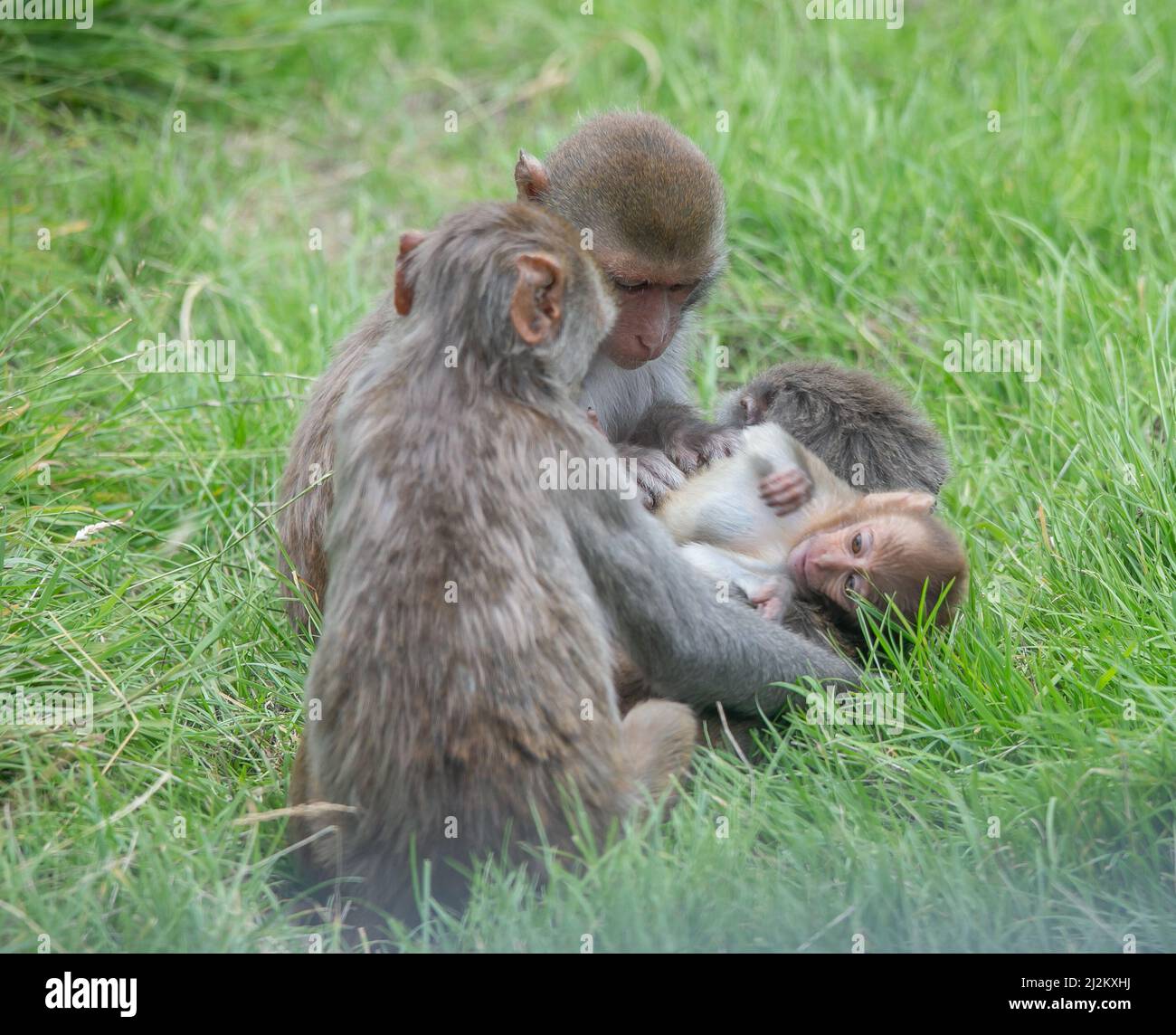 Gorilla longleat safari park hi-res stock photography and images - Alamy