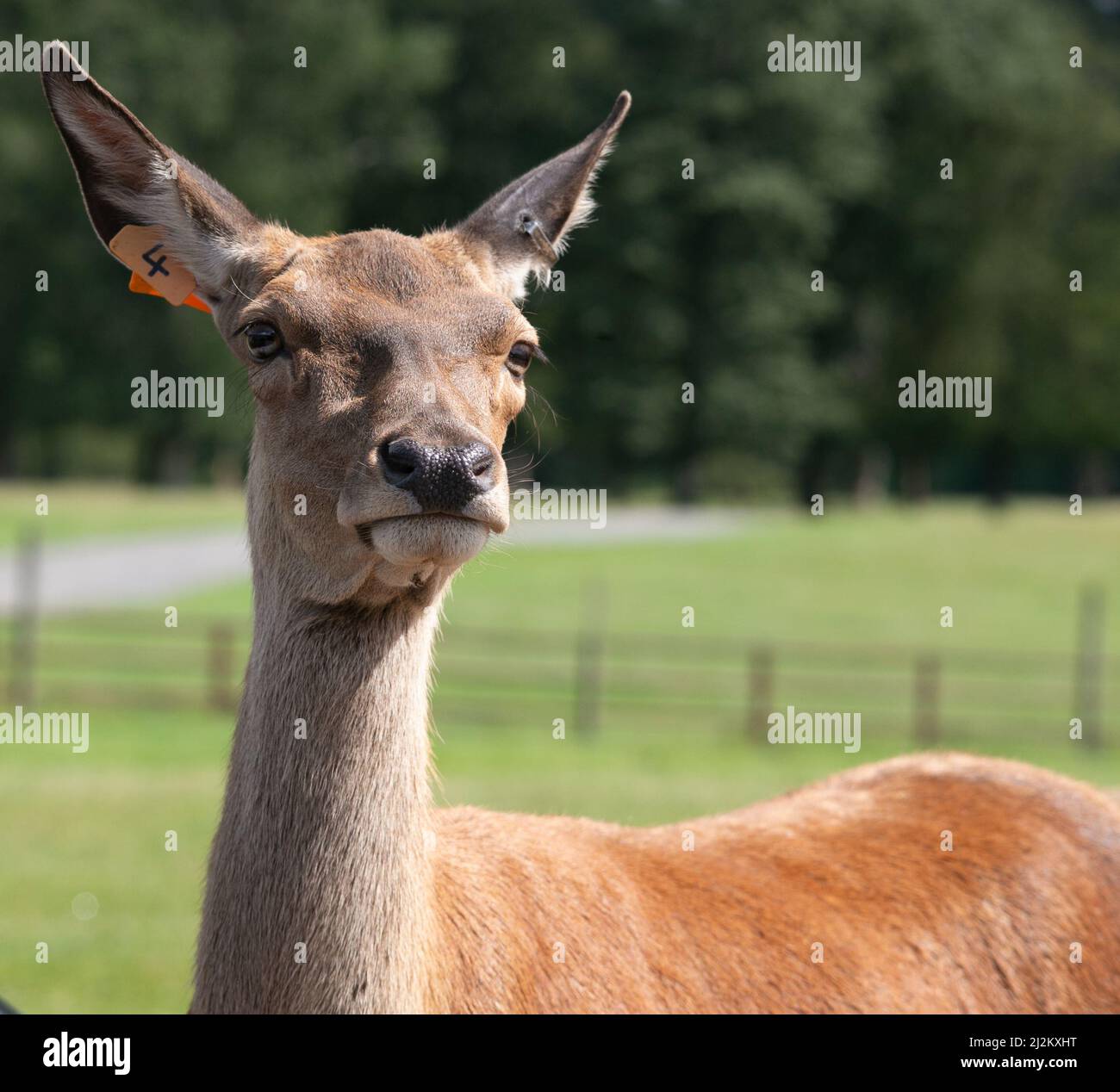 Various Wildlife animals at Longleat Safari Park Stock Photo - Alamy