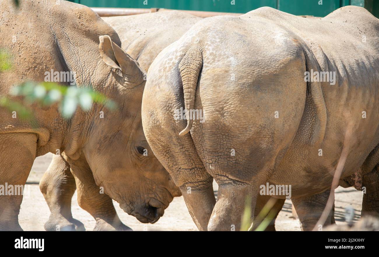 Various Wildlife animals at Longleat Safari Park Stock Photo - Alamy