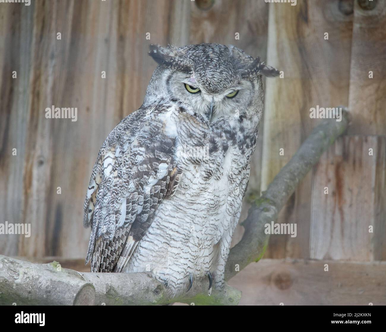 Various Wildlife animals at Longleat Safari Park Stock Photo - Alamy
