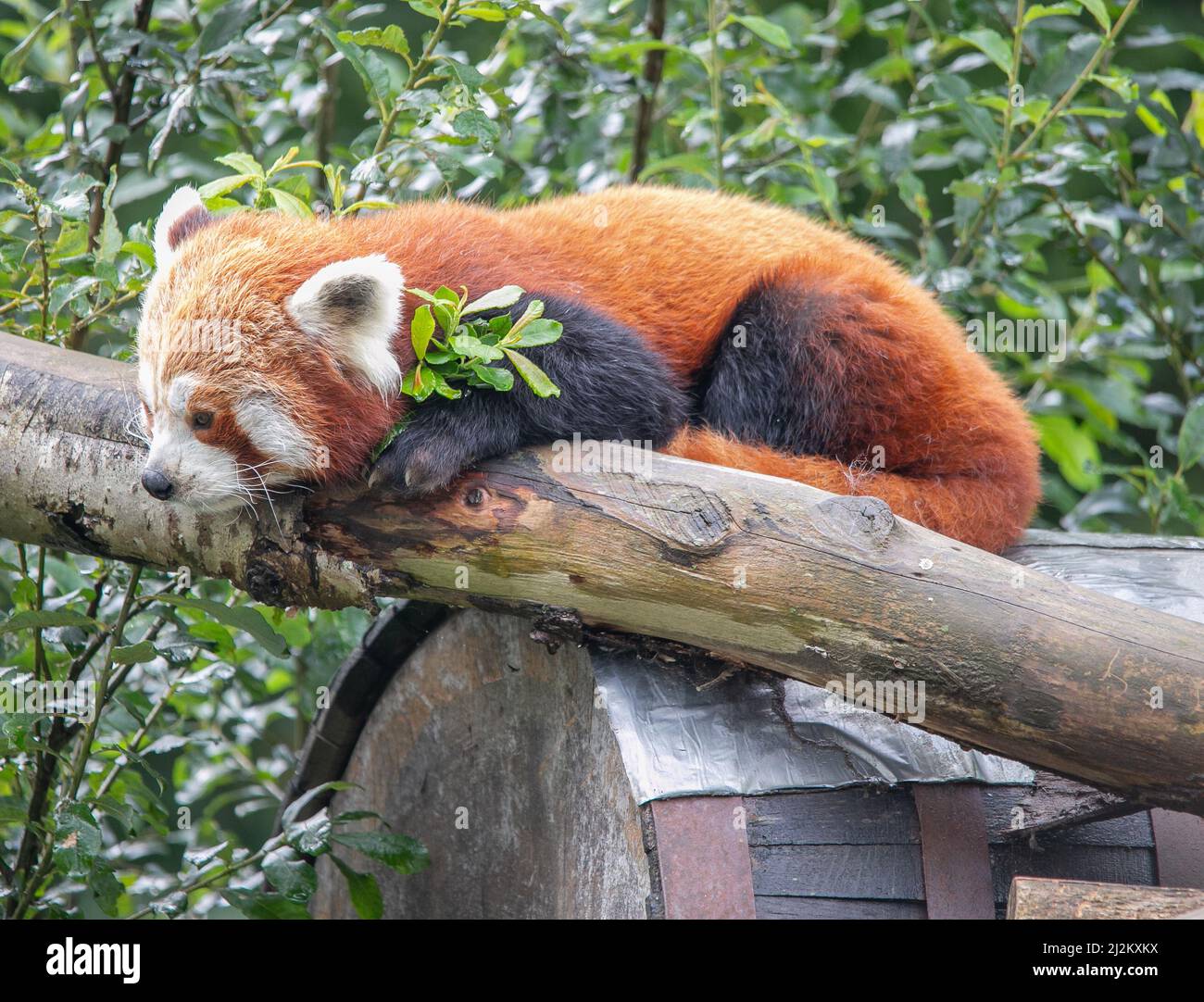 Various animals at longleat safari park in the united kingdom hi-res ...