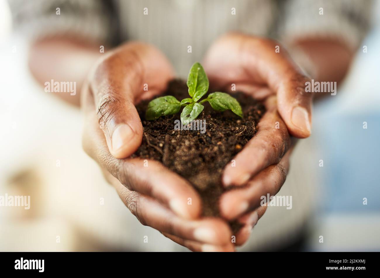 Grow your own. Cropped shot of hands holding a plant growing out of ...