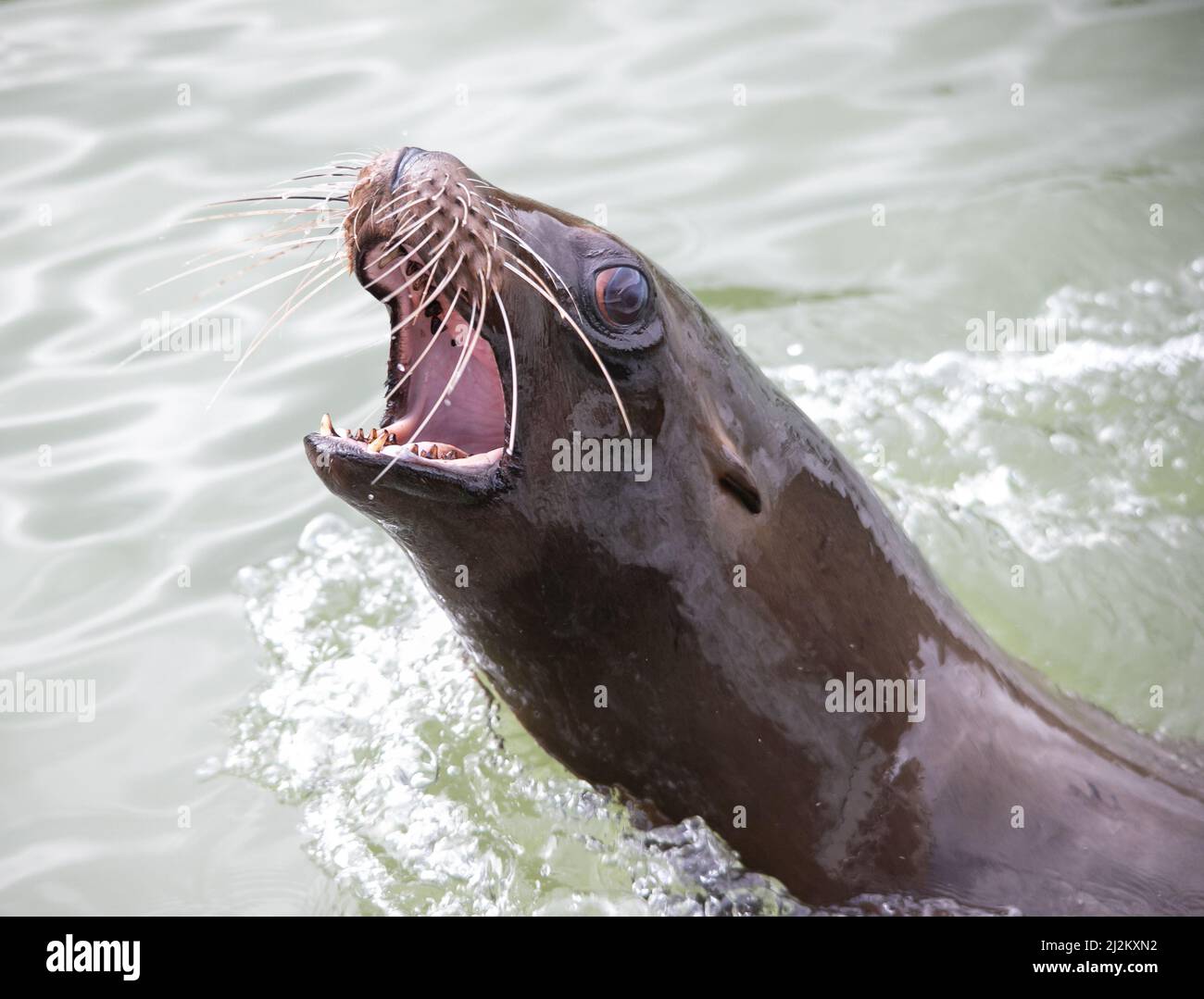 Various Wildlife animals at Longleat Safari Park Stock Photo - Alamy