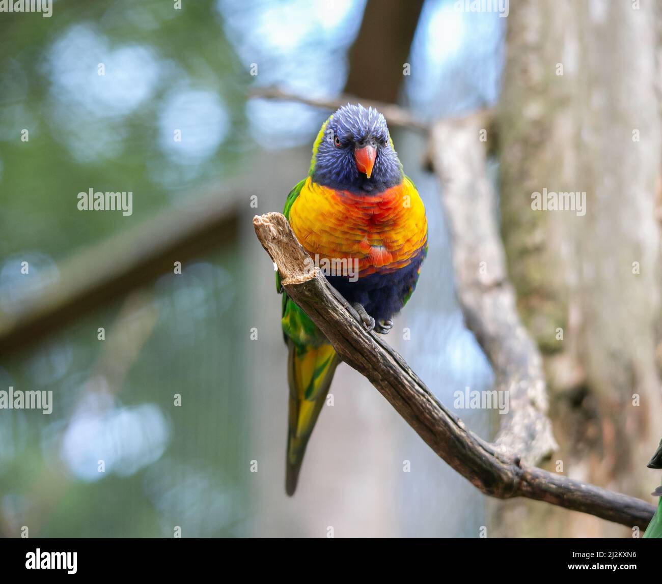 Various animals at longleat safari park in the united kingdom hi-res ...