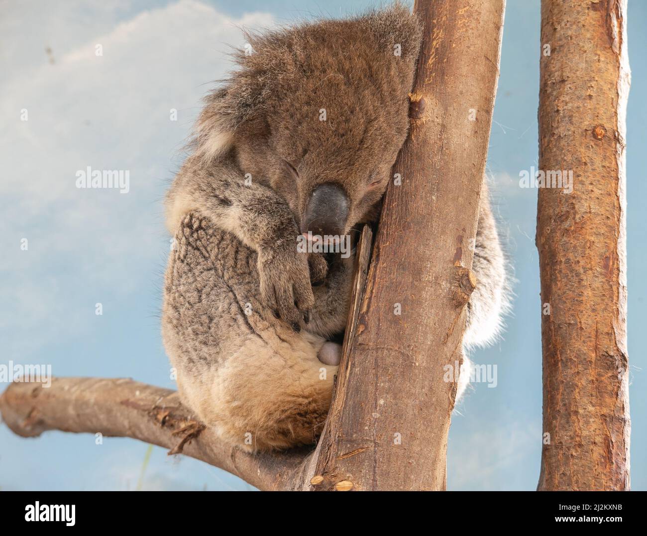 Various Wildlife animals at Longleat Safari Park Stock Photo - Alamy