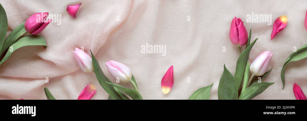 Pink tulips with petals on cream, beige textile background. Springtime ...