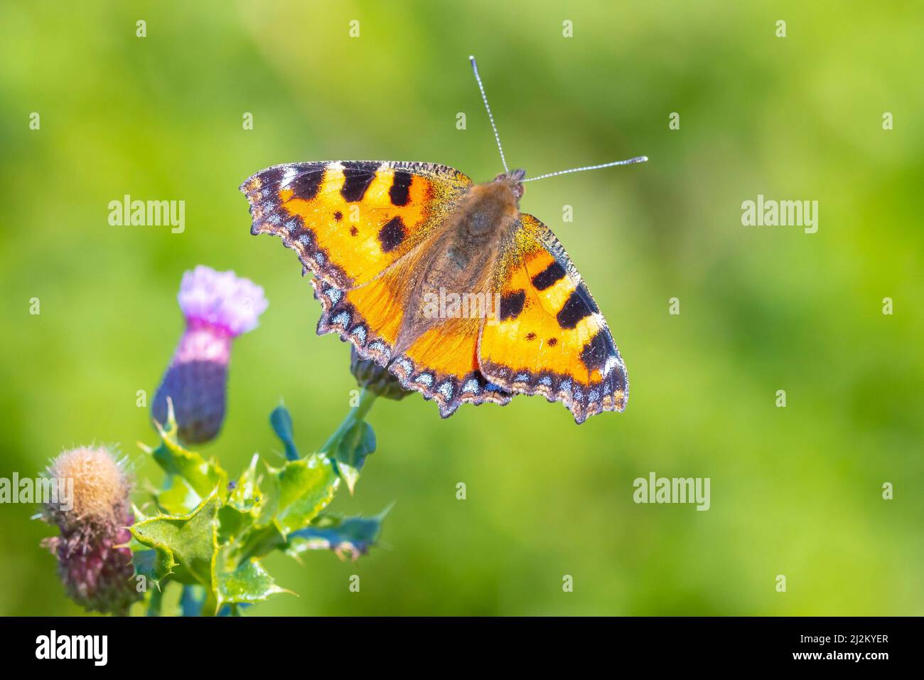 Butterfly top view hi-res stock photography and images - Alamy
