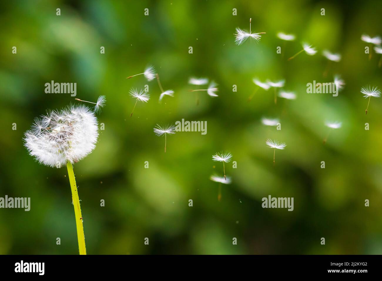 Dandelion seeds blowing away with the wind in a natural blooming meadow ...