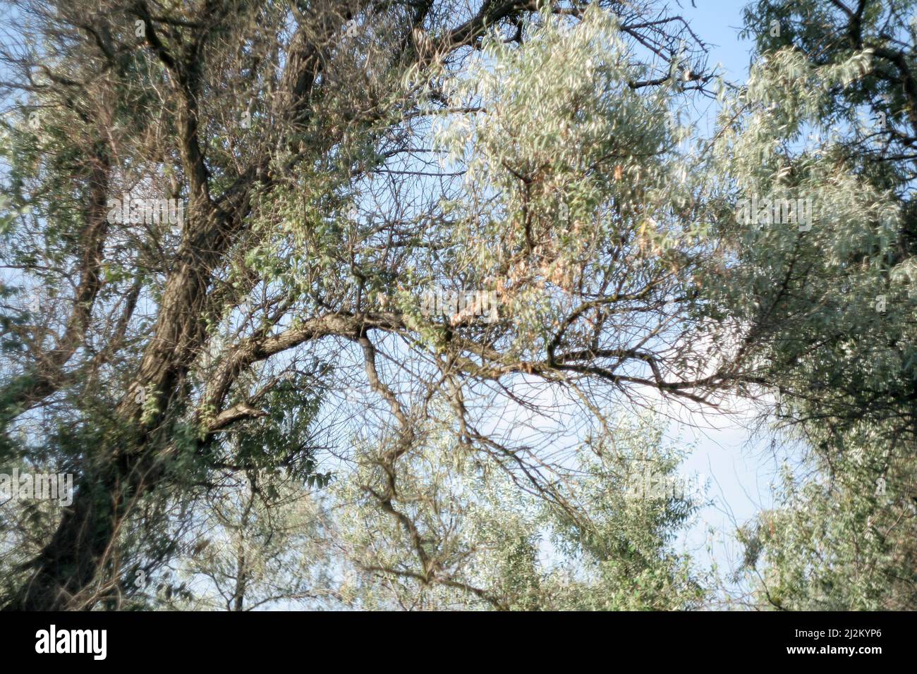 A magnificent background made of the crown of a huge silver Loch tree ...