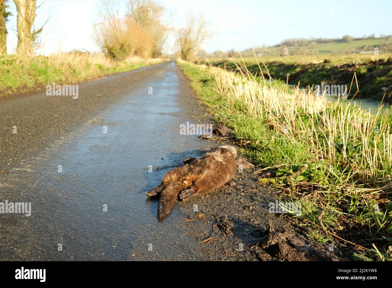 February 2022 - Dead otter in a country land in rural Somerset, Engalnd ...