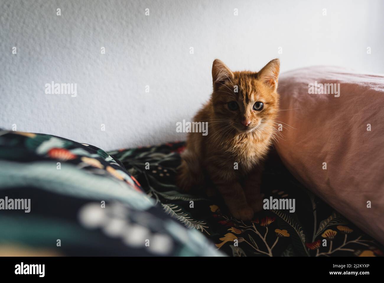 Cat looking right at the camera hi-res stock photography and images - Alamy