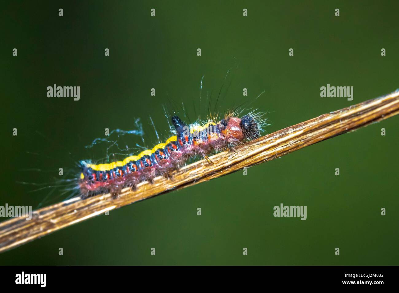 Closeup of a caterpillar of a grey dagger, Acronicta psi, moth crawling ...