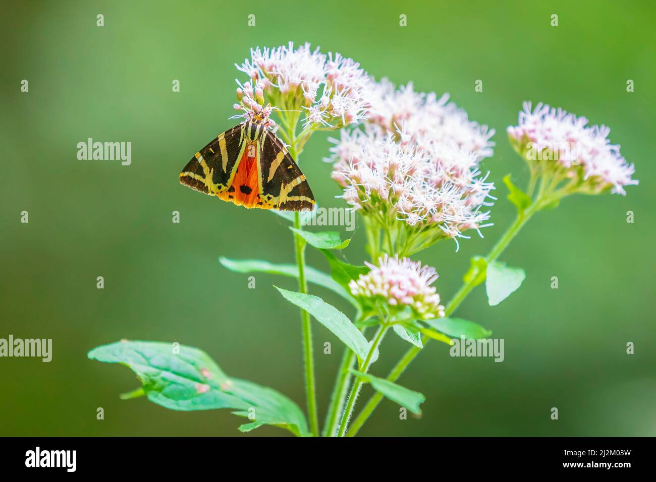Nectar feeding insect hi-res stock photography and images - Alamy