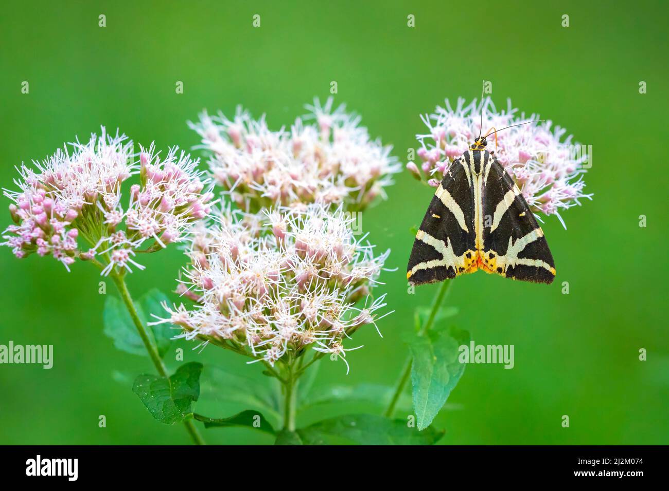 Nectar feeding insect hi-res stock photography and images - Alamy